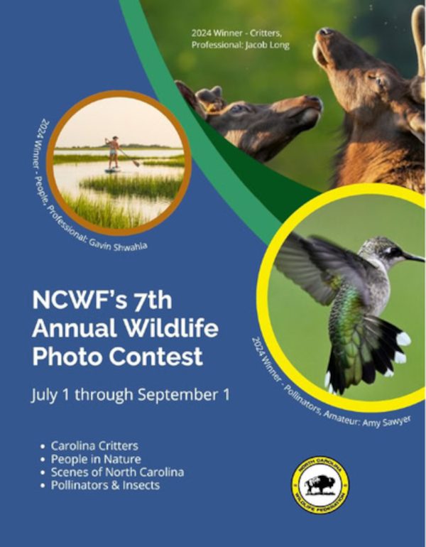 NCWF's 7th Annual Wildlife Photo Contest | The Pines Times